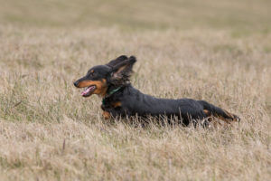 20 Fascinating Dachshund Facts You'll Love To Know 🐾