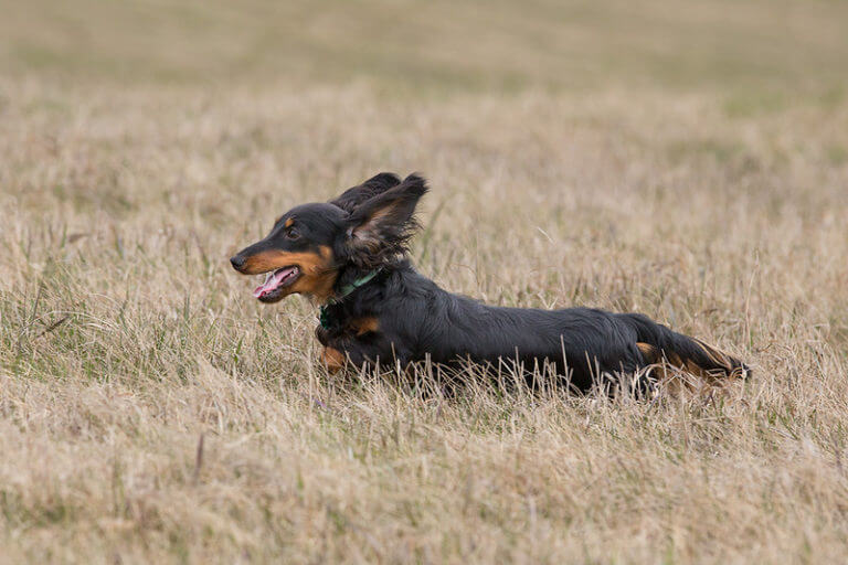 20 Fascinating Dachshund Facts You'll Love To Know 🐾