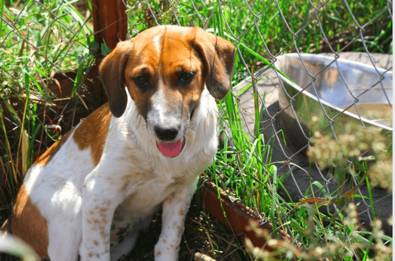 Dachshund Beagle Mix - Welcome To The Sausage Dog World