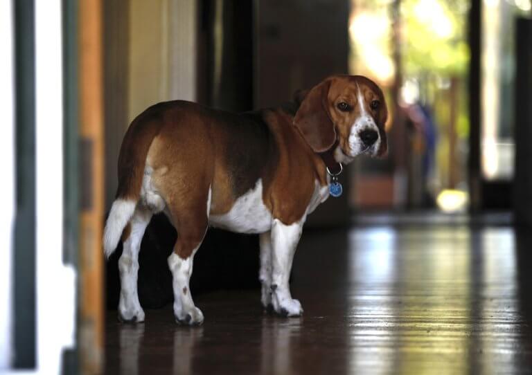 Dachshund Beagle Mix - Welcome To The Sausage Dog World
