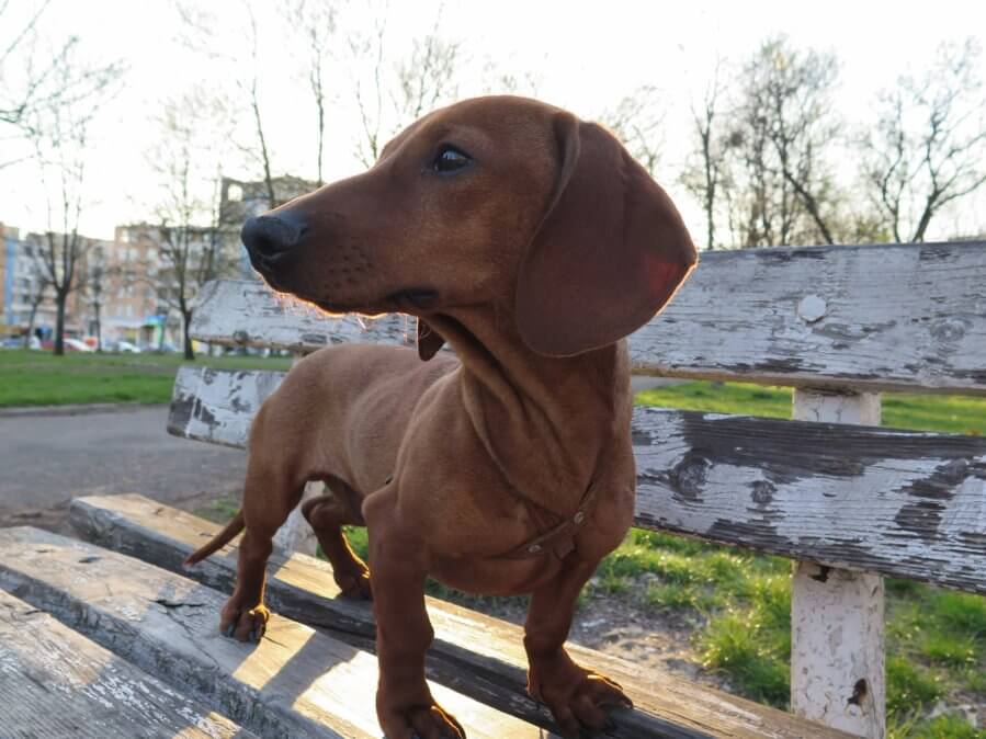 Dachshund Beagle Mix - Welcome To The Sausage Dog World
