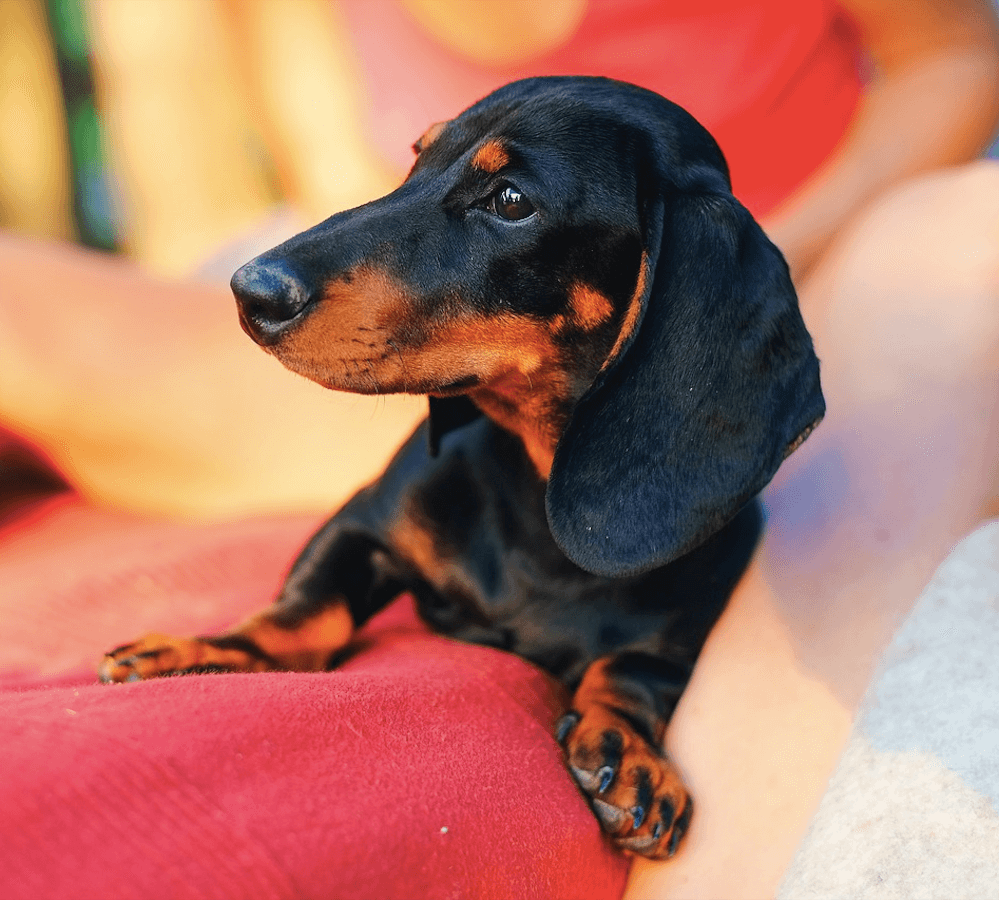 Dachshund Pit Bull Mix - Doxbull - Welcome To The Sausage Dog World