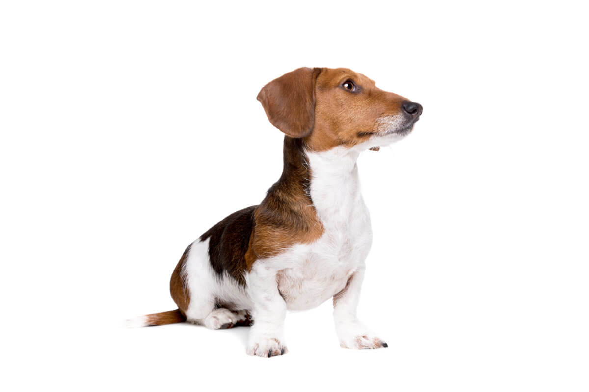Shorthaired Dachshund: Your Complete Guide to the Breed