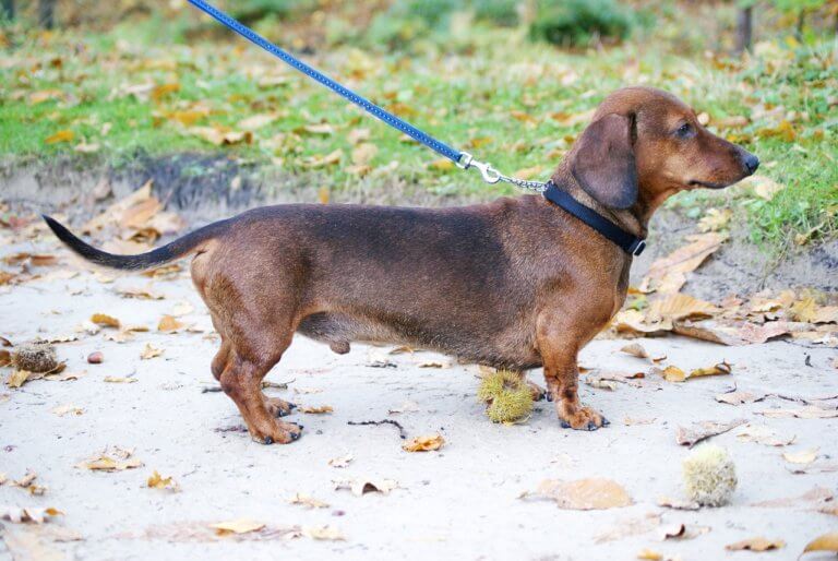 Shorthaired Dachshund: Your Complete Guide to the Breed