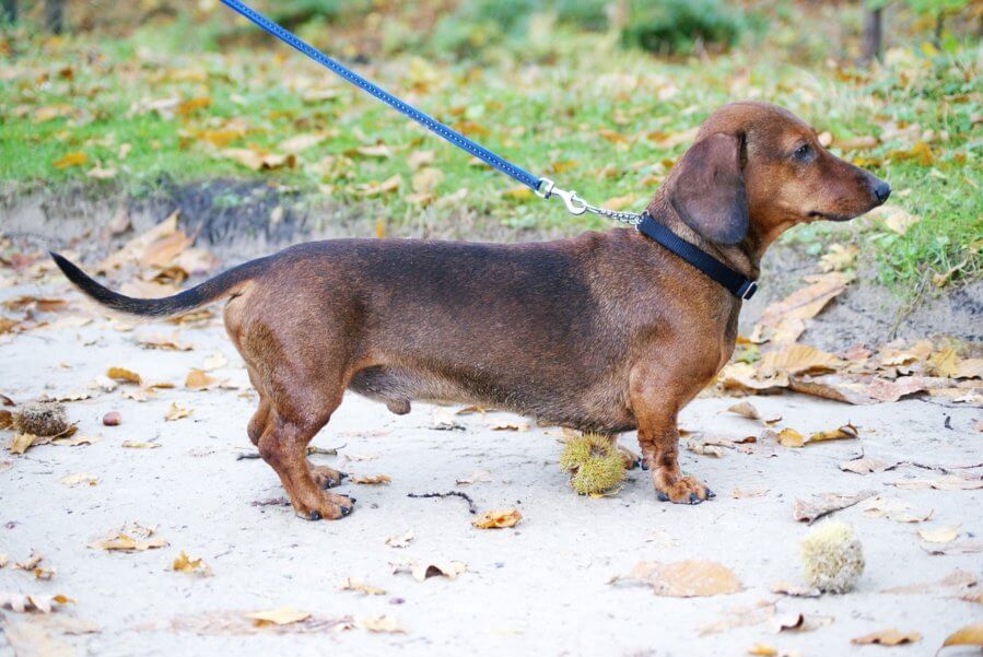 Shorthaired Dachshund: Your Complete Guide to the Breed