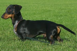 Shorthaired Dachshund: Your Complete Guide to the Breed