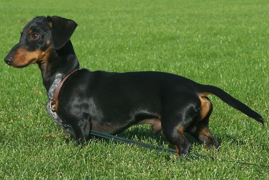 Shorthaired Dachshund: Your Complete Guide to the Breed