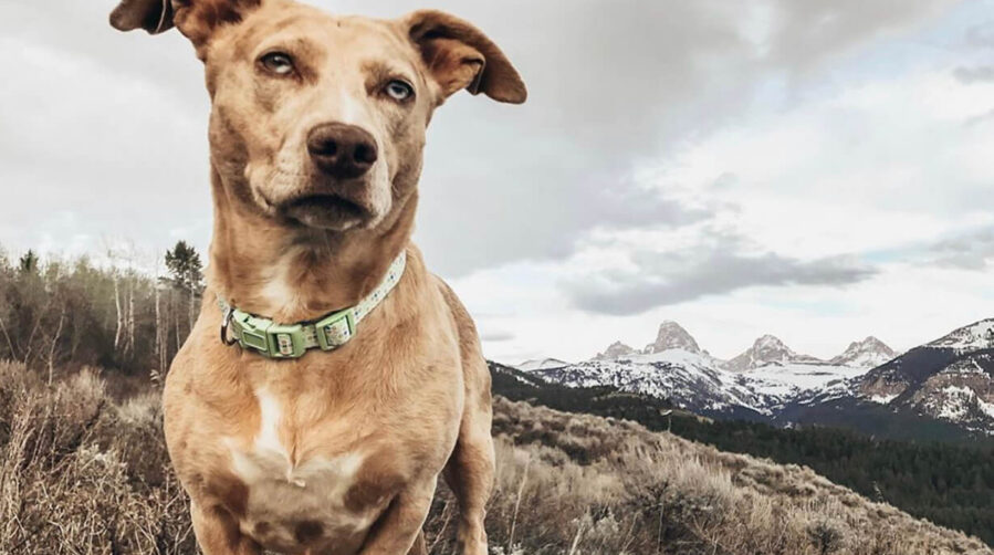 Dachshund Pit Bull Mix - Doxbull - Welcome To The Sausage Dog World