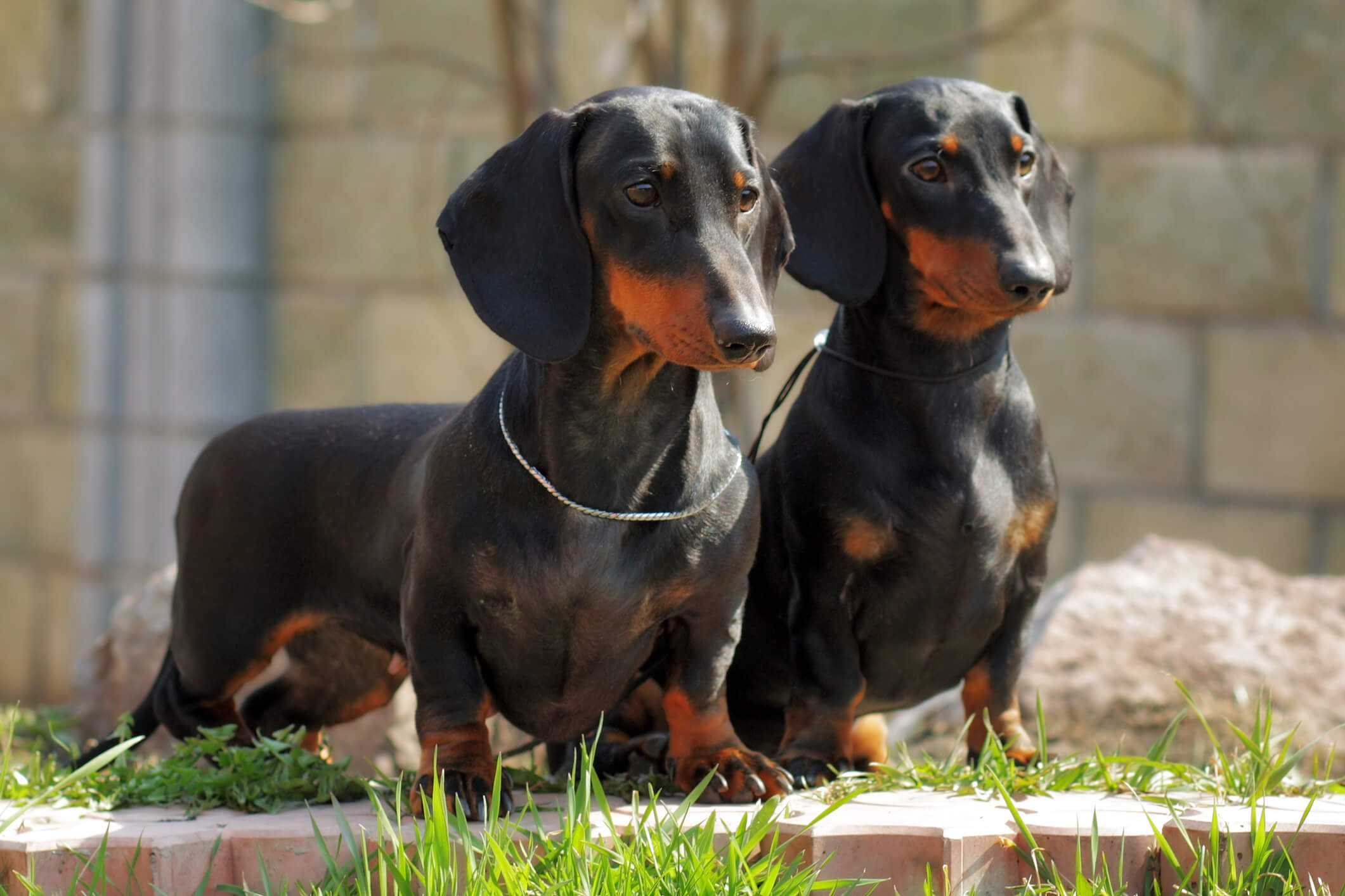 Dachshund Names: 250+ Unique Name Ideas For Your Doxe!