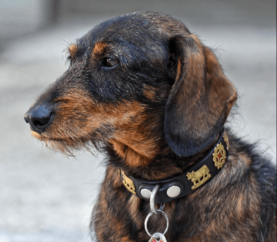 Dachshund Pug Mix - Pugsund - Welcome To The Sausage Dog World