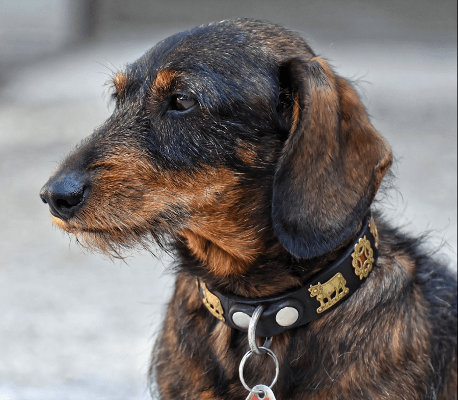 Dachshund Pug Mix - Pugsund - Welcome To The Sausage Dog World