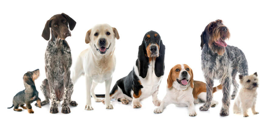 Best Dogs For Hunting Any Game: Full Guide With Pictures