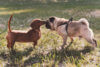 Dachshund Pug Mix - Pugsund - Welcome To The Sausage Dog World