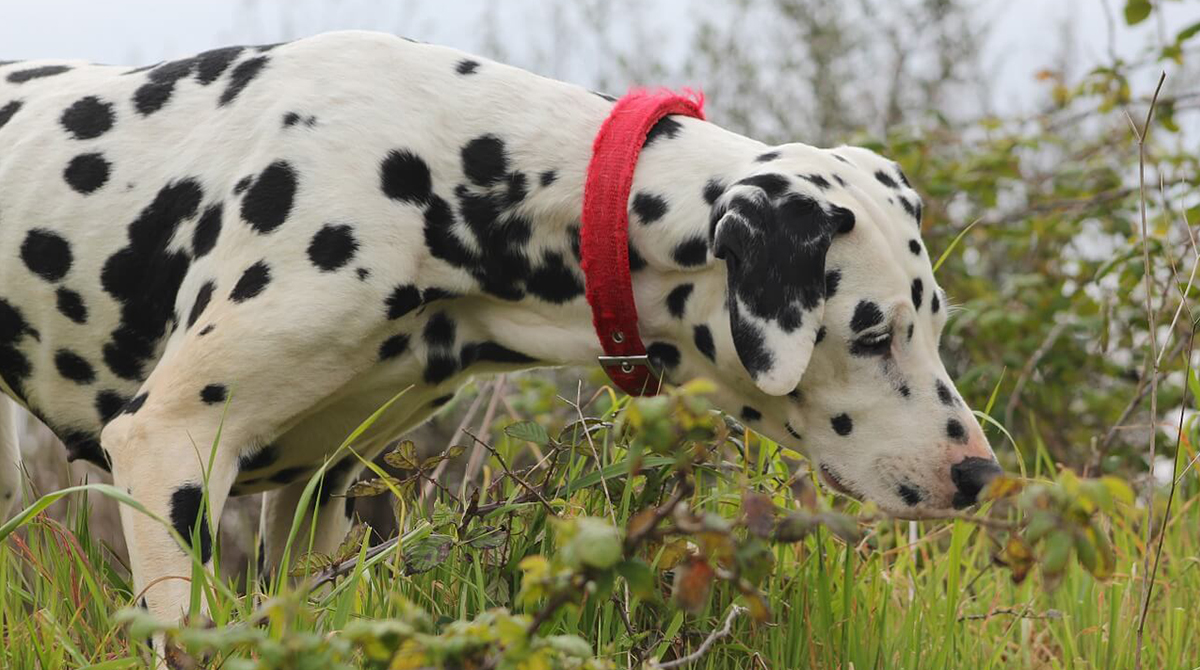 Do Dalmatians Shed? - How Much & When? What is excessive shedding?
