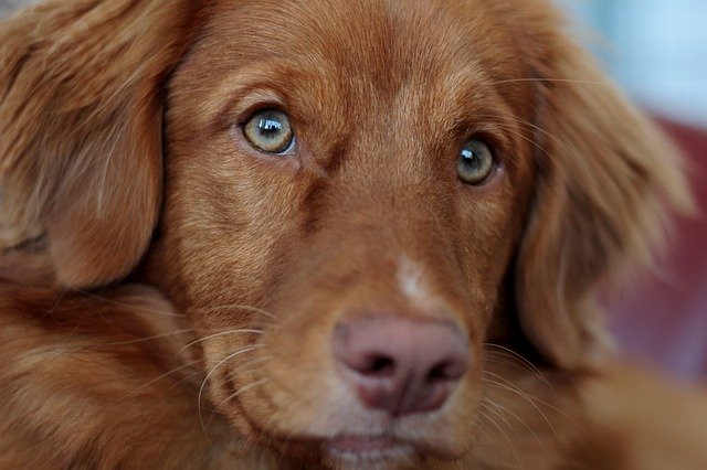 Dogs With Green Eyes - The Rarest Colour In The Canine World