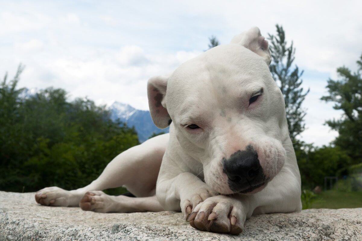 Hunting With Dogo Argentino - Puma/ Bear/ Boar Hunting -Training Tips