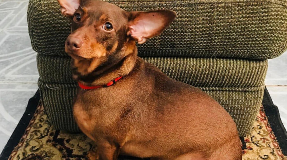 Dachshund Mixes: 12 Most Popular Dachshund Crossbreeds