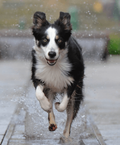 Dachshund Border Collie Mix - Welcome To The Sausage Dog World