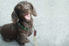 Dachshund Poodle Mix (Doxiepoo) - Breed Information